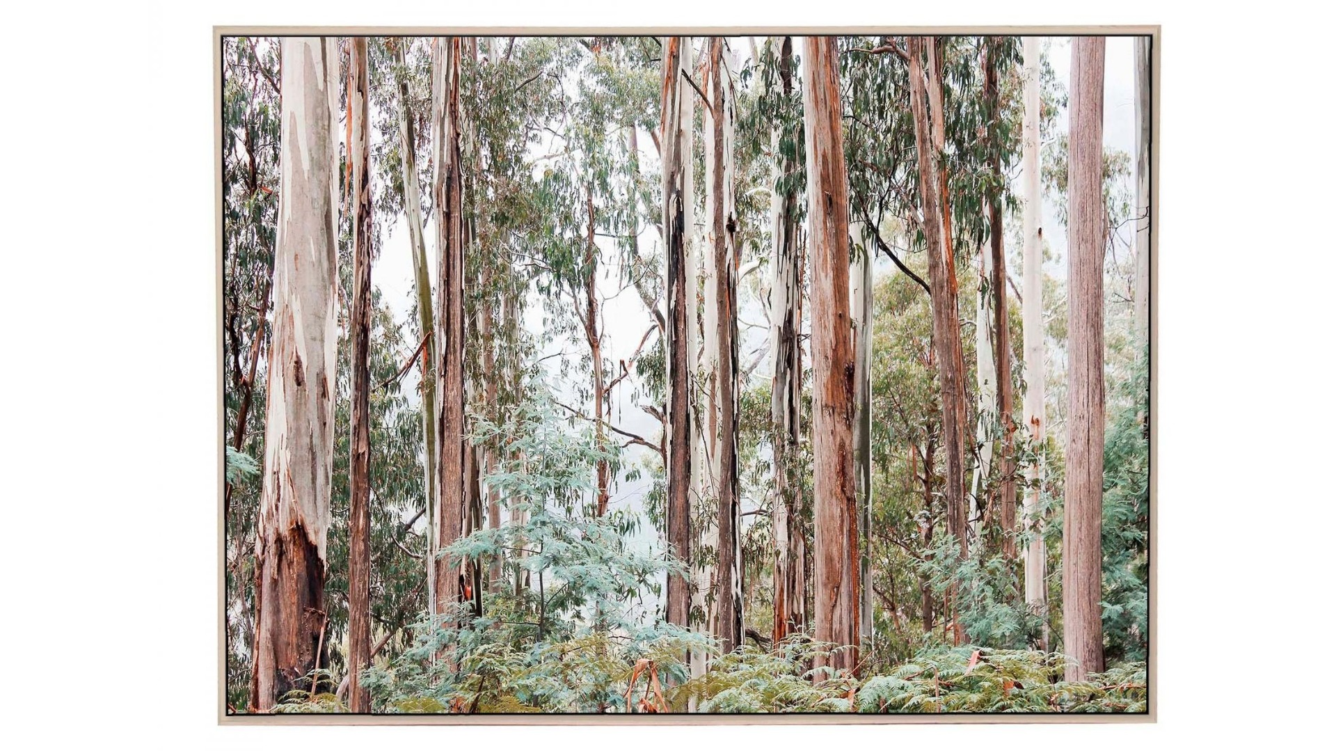 Amung the Gumtrees Wall Art | Harvey Norman