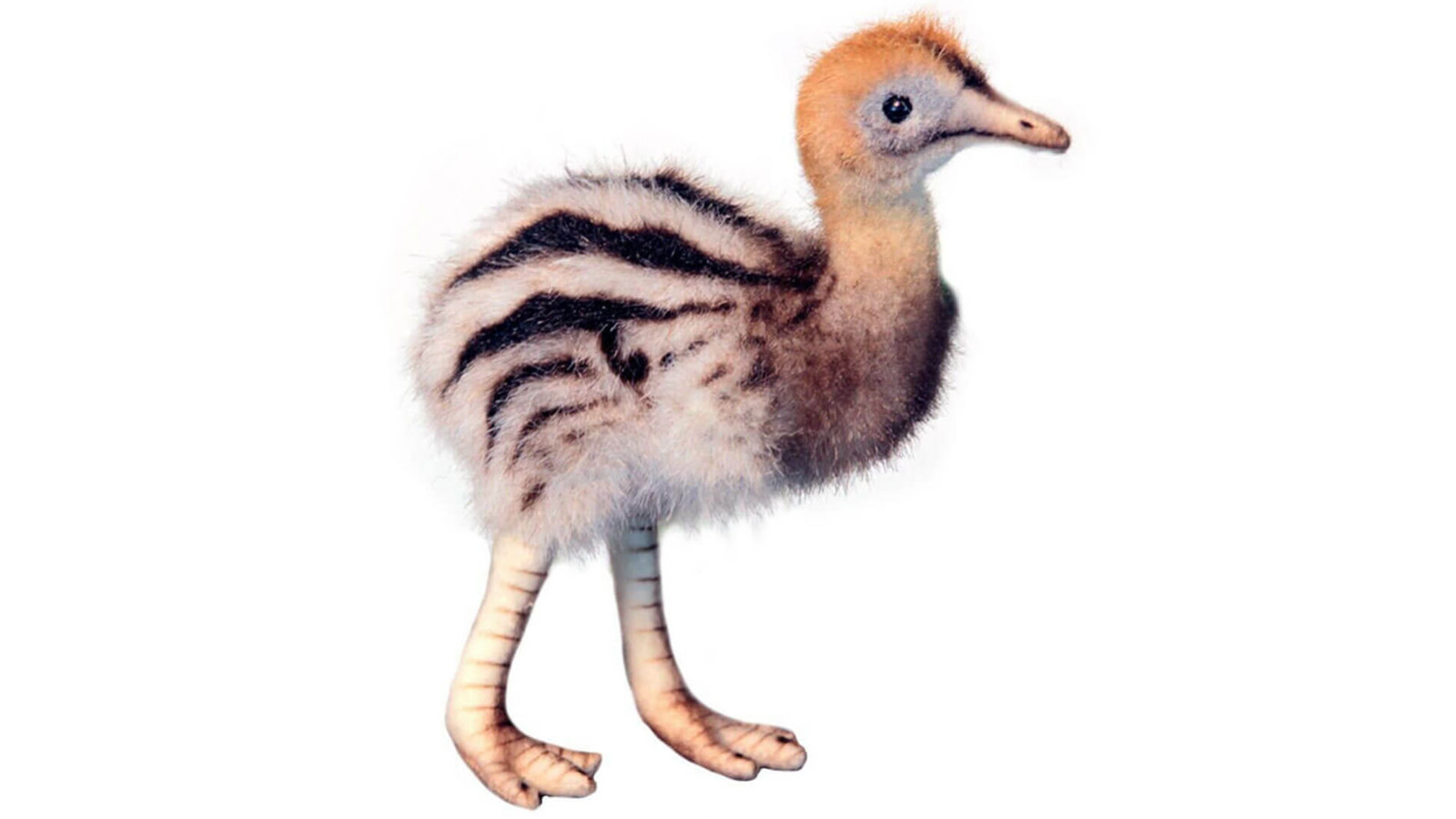 Hansa 16cm Cassowary Baby | Harvey Norman