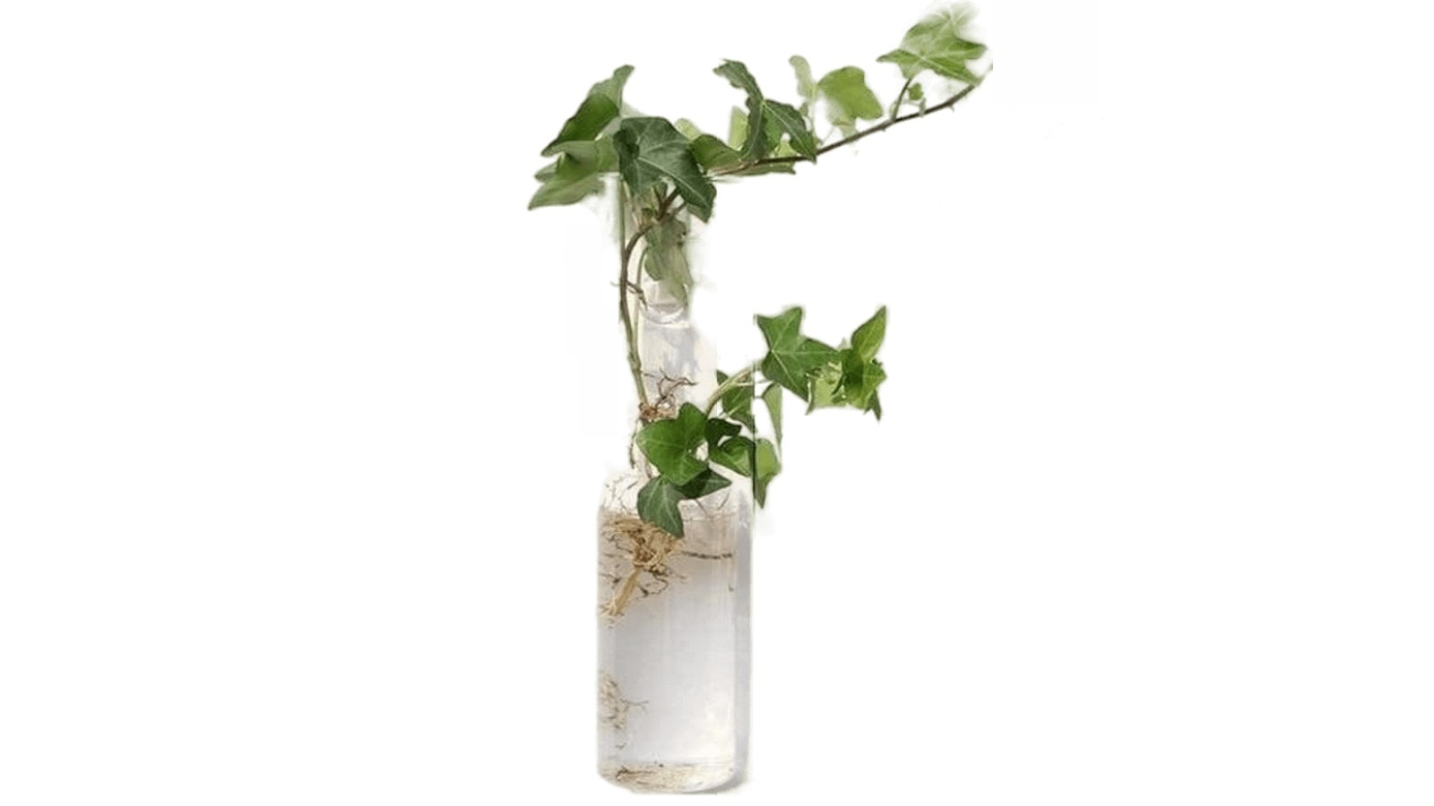 HOD Hydroponic Glass Pot Indoor Garden Home Decor Wall Art - Glass 03 ...