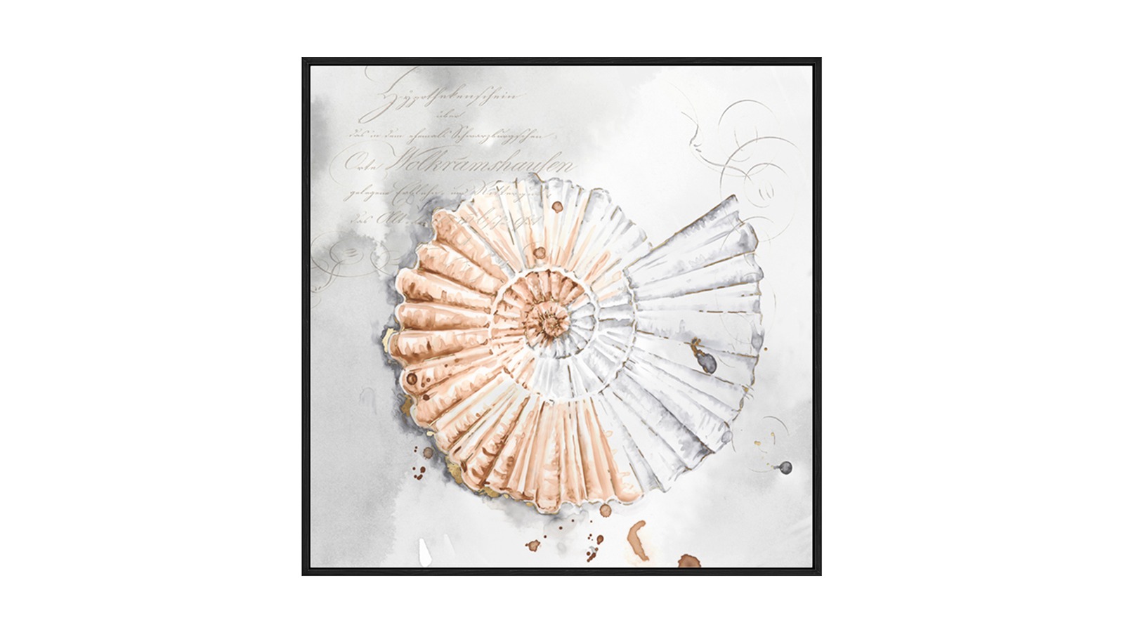 La Grolla Blush Shell II Black Gallery Wall Art - 67 x 67cm | Harvey Norman
