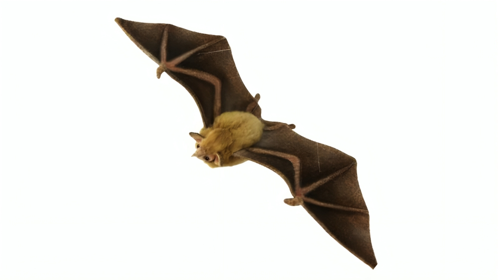Hansa Orange Nectar Bat Plush Toy - 42cm | Harvey Norman