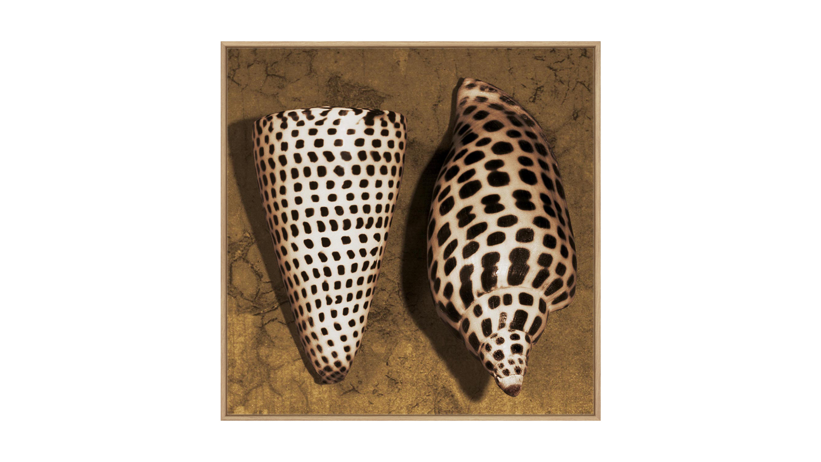 La Grolla Cone Sheel Natural Gallery Wall Art - 103 x 103cm | Harvey Norman