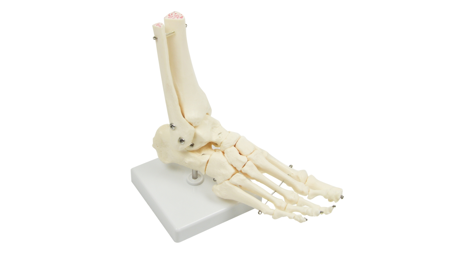 Serrano Life Size Foot Joint Anatomical Model Skeleton | Harvey Norman