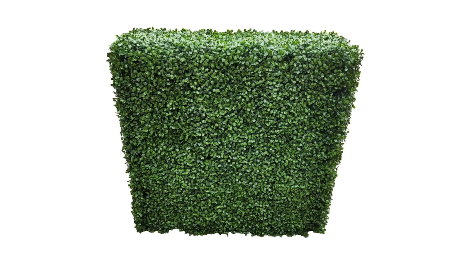 Designer Plants Portable Boxwood Hedge - 100 x 100cm | Harvey Norman