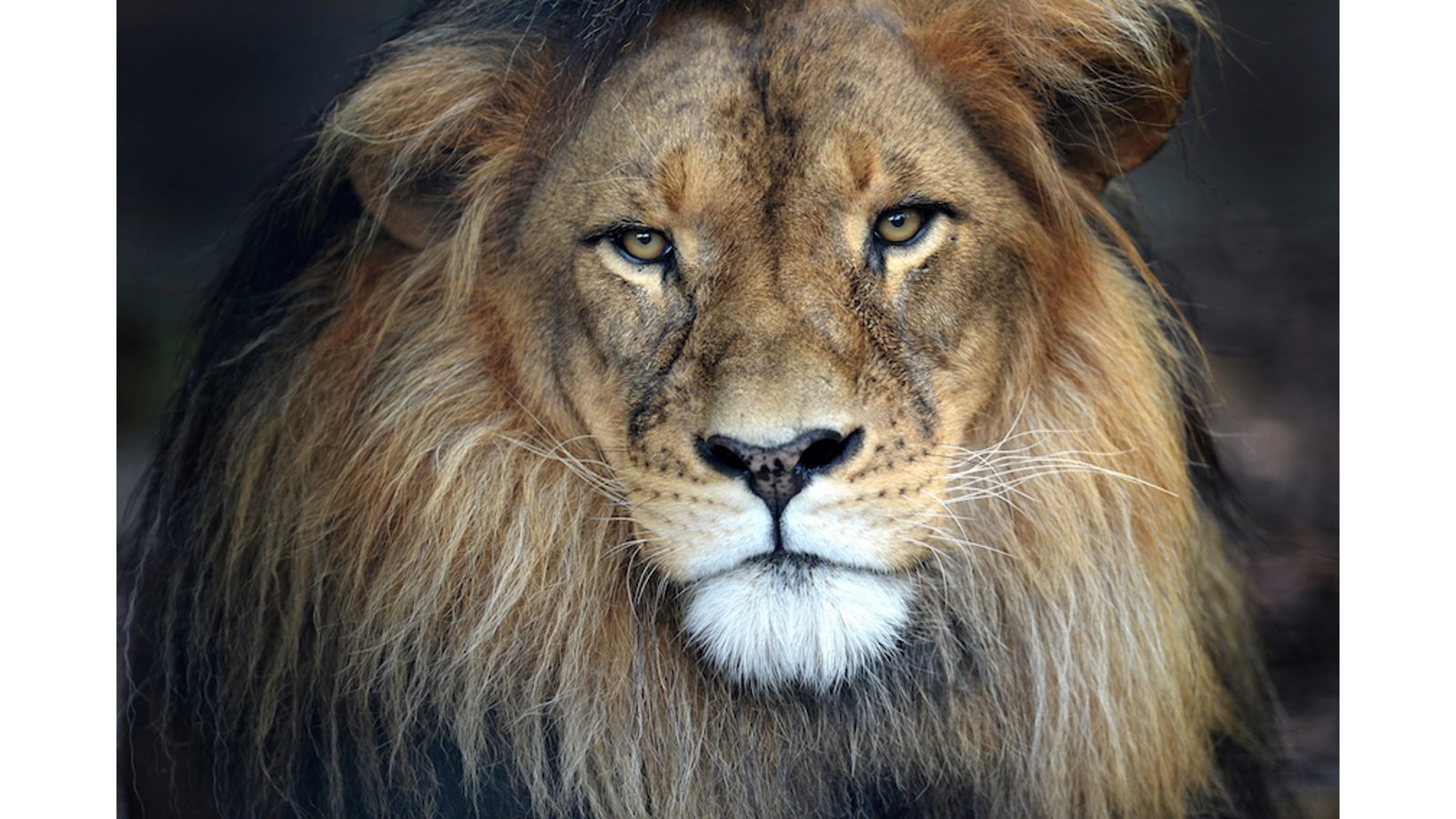 Cecil Wall Art | Harvey Norman