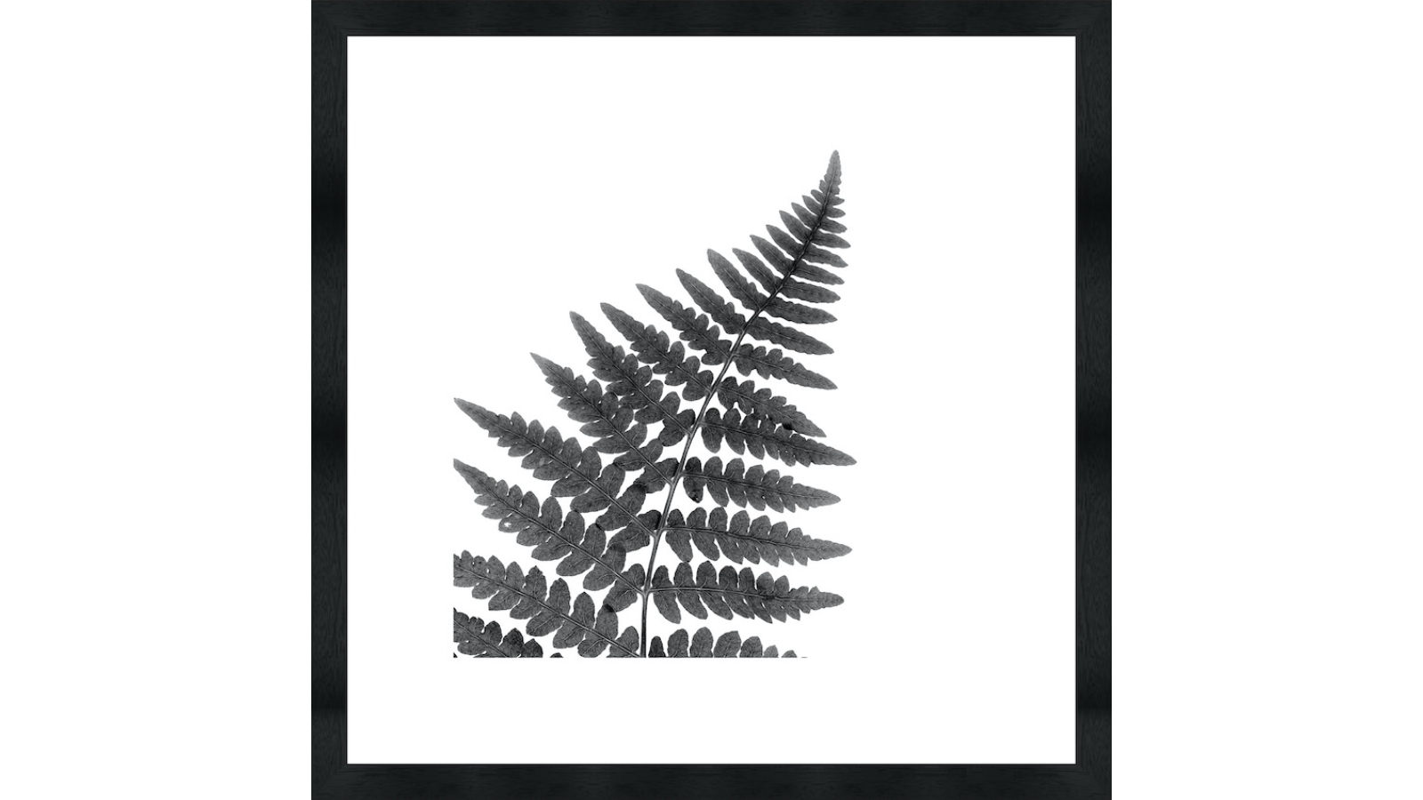 Skylark Design Fern Grey I Black Framed Wall Art - Large | Harvey Norman