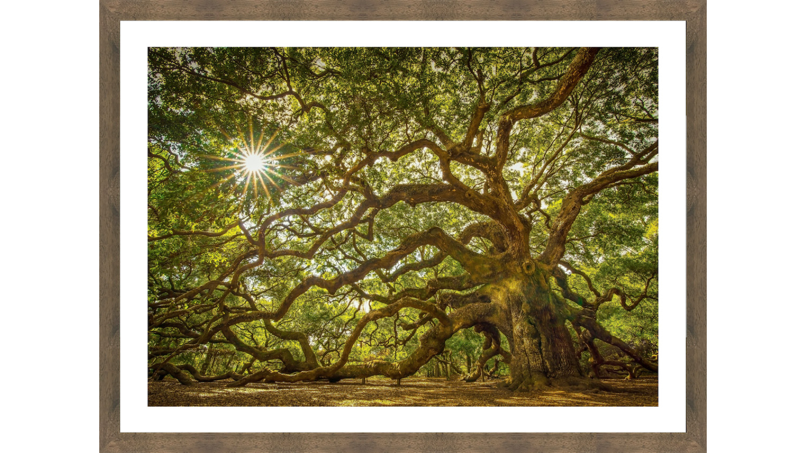 Oak Splendour Cameo Framed Wall Art - Large | Harvey Norman