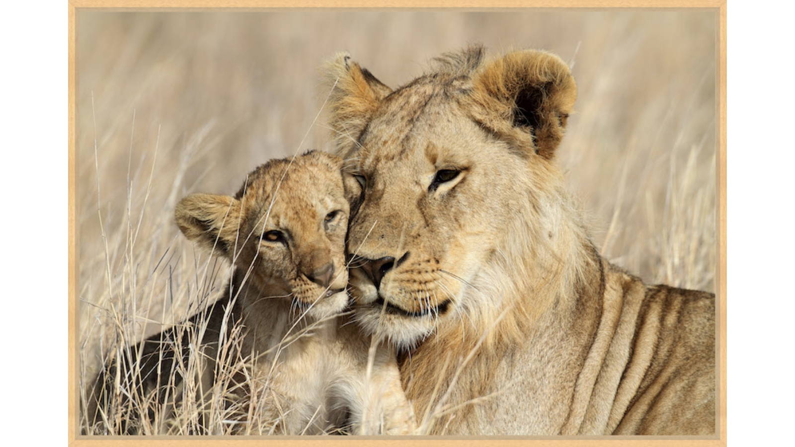 Serengeti Wild Wall Art - X-Small | Harvey Norman