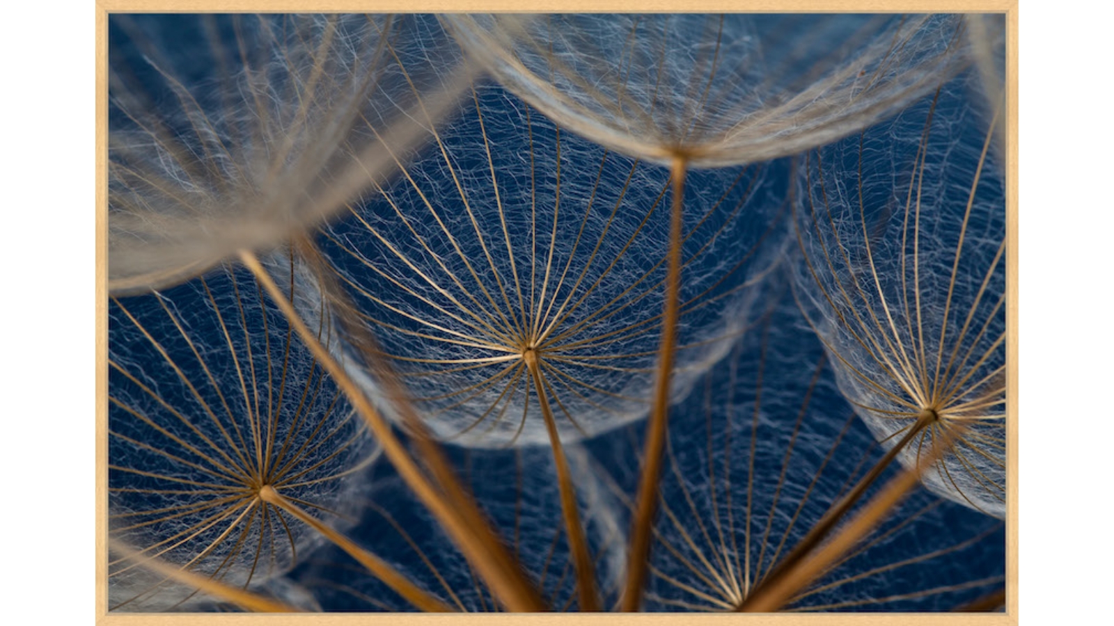 Macro Botanical I Wall Art - Large | Harvey Norman