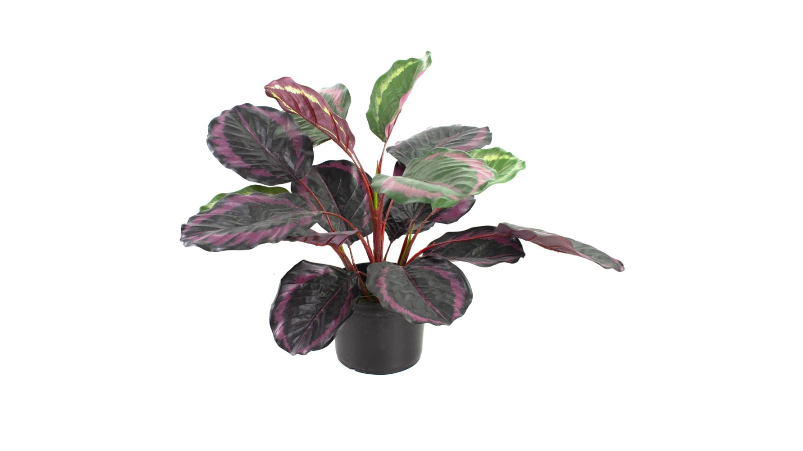 Glamorous Fusion Burgundy Calathea Artificial Plant in Pot - 52cm ...