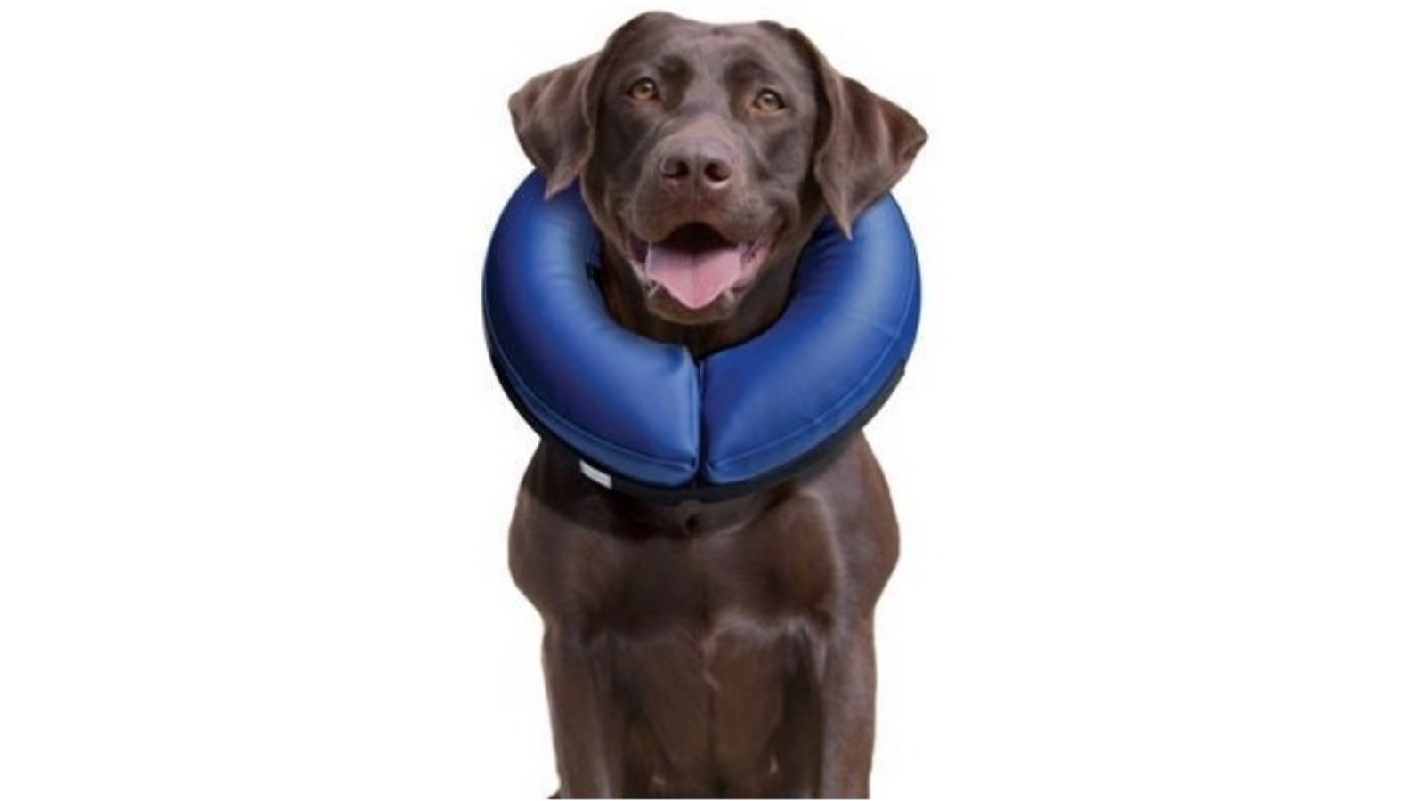 Kruuse Buster Inflatable Medical Post Surgery Dog Collar | Harvey Norman