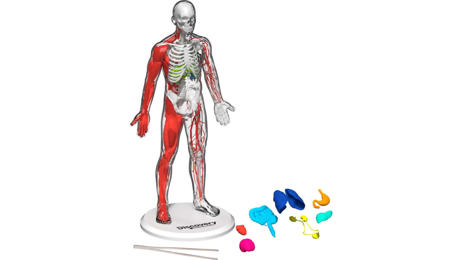 Discovery Mindblown 3D Human Anatomy Kit | Harvey Norman