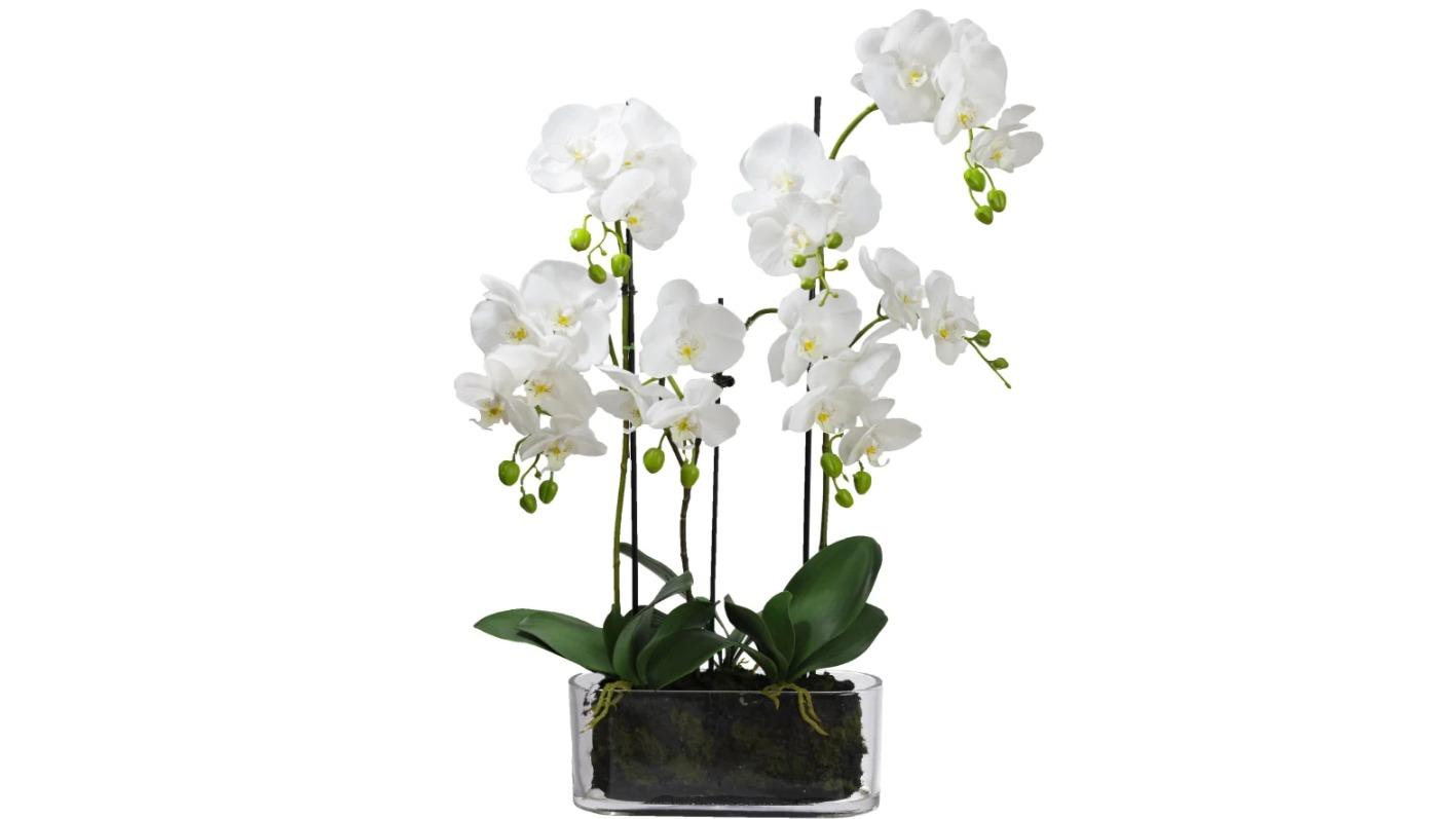 Glamorous Fusion White Orchid in Flat Glass Artificial Plant | Harvey ...