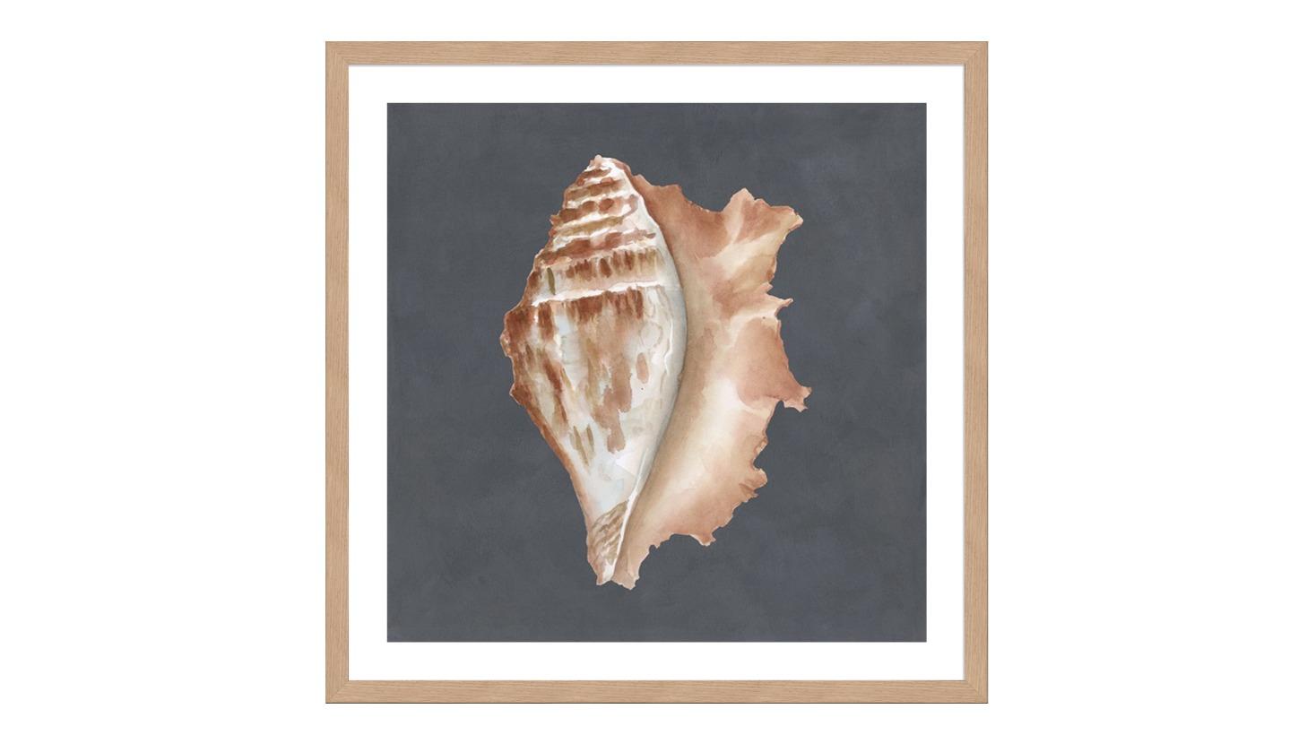La Grolla Shell on Slate IX Natural Frame Wall Art - 76 x 76cm | Harvey ...