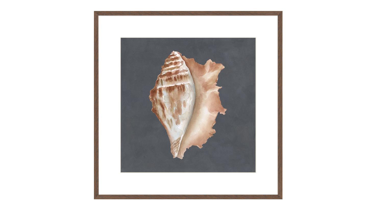 La Grolla Shell on Slate IX Walnut Frame Wall Art - 64 x 64cm | Harvey ...