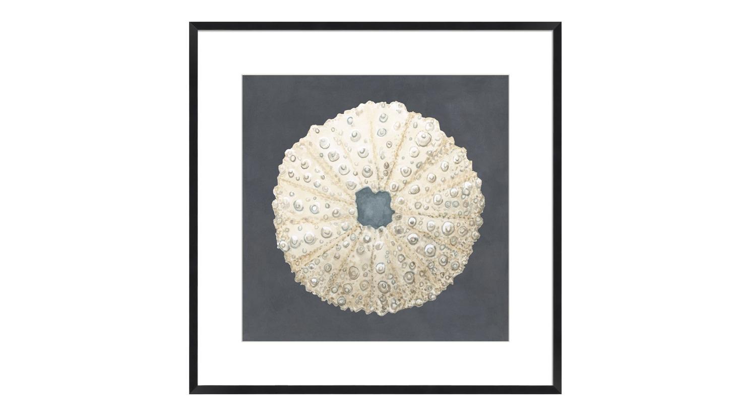 La Grolla Shell on Slate VII Black Frame Wall Art - 104 x 104cm ...