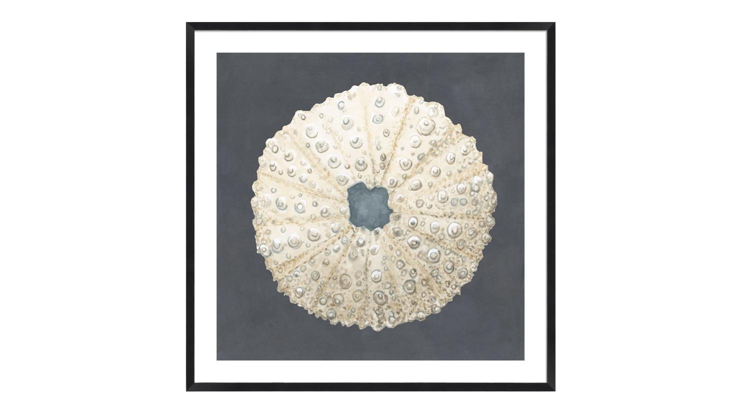La Grolla Shell on Slate VII Black Frame Wall Art - 94 x 94cm | Harvey ...