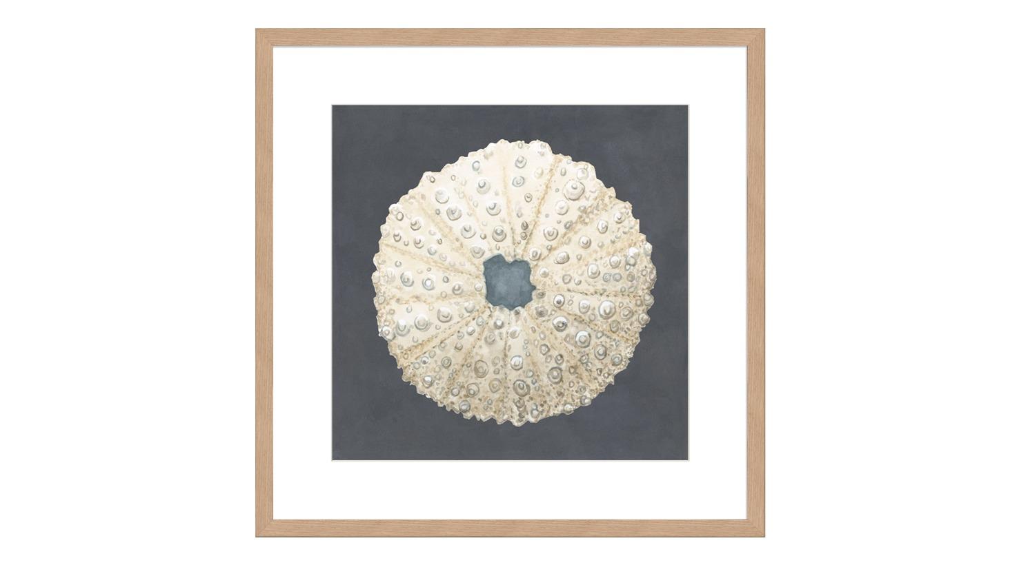 La Grolla Shell on Slate VII Natural Frame Wall Art - 86 x 86cm ...