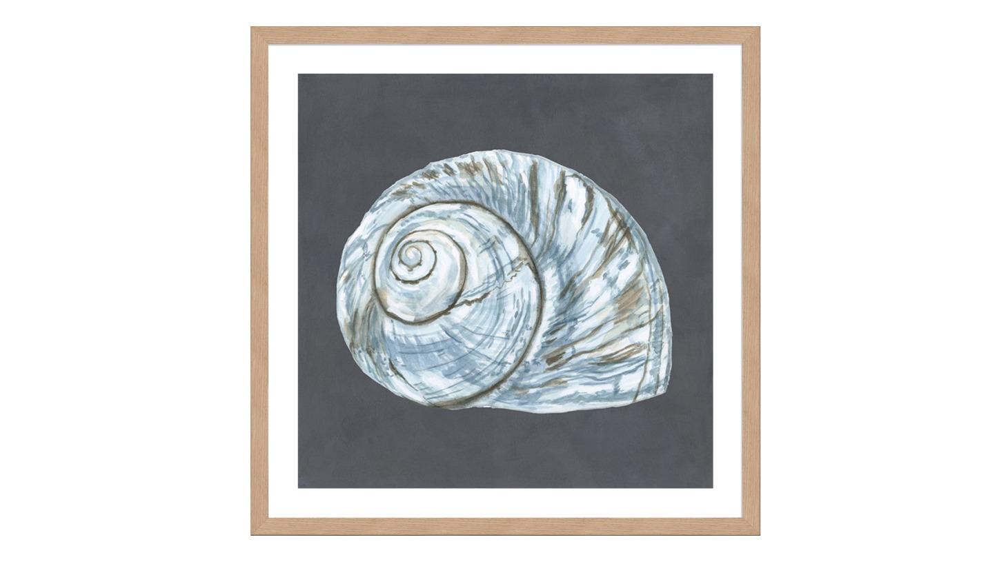 La Grolla Shell on Slate VIII Natural Frame Wall Art - 76 x 76cm ...