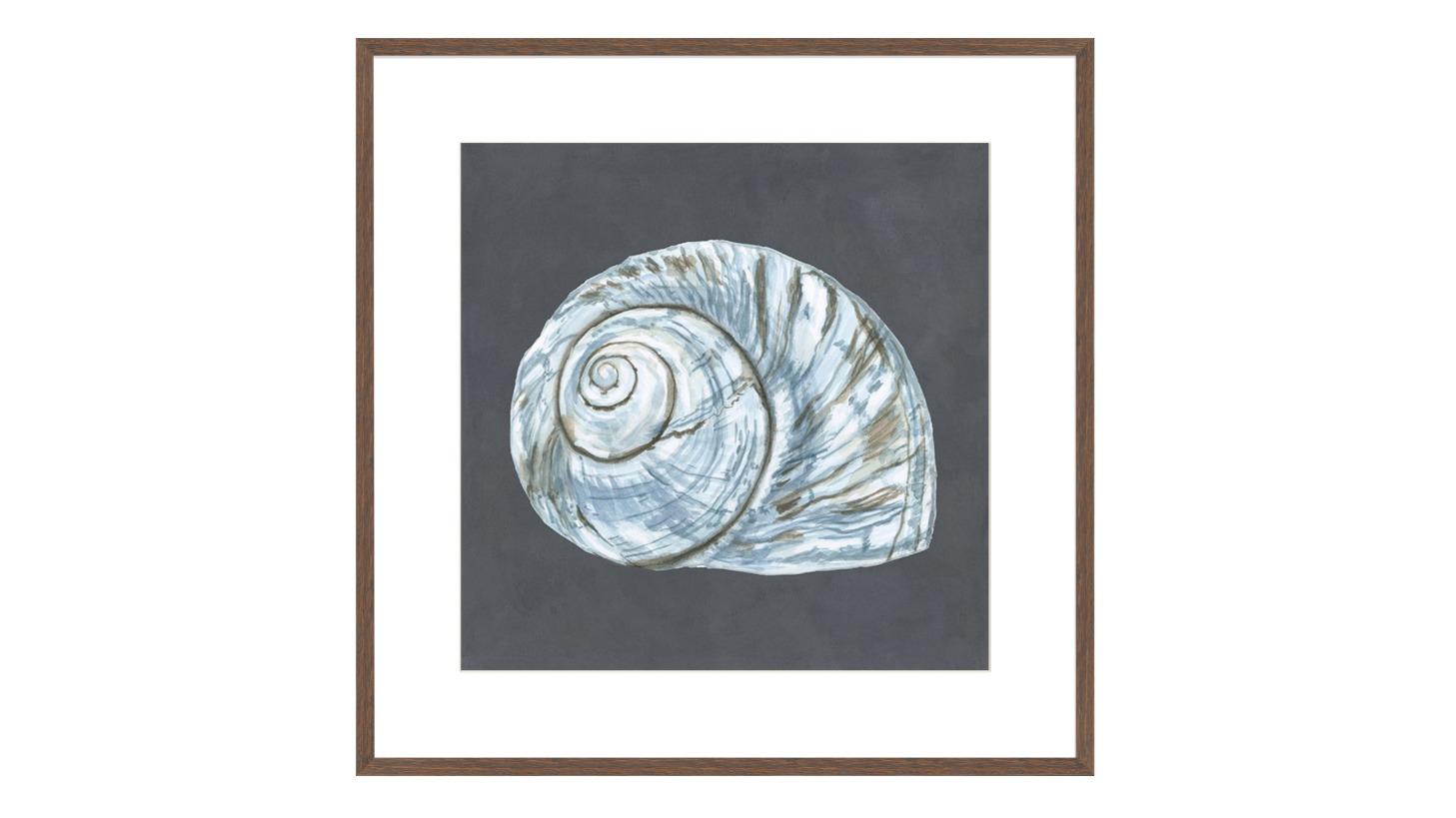 La Grolla Shell on Slate VIII Walnut Frame Wall Art - 64 x 64cm ...