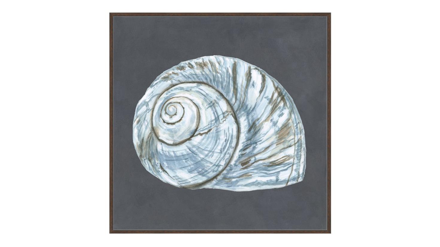 La Grolla Shell on Slate VIII Walnut Gallery Wall Art - 87 x 87cm ...