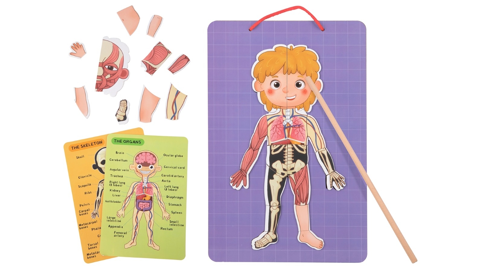 Tooky Toy Magnetic Body Chart | Harvey Norman