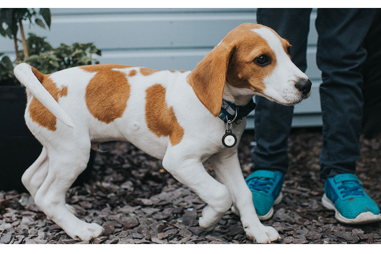 Belkin Secure Holder with Key Ring for AirTag | Harvey Norman